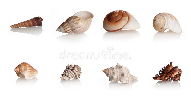 1,532 Marine Gastropod Shells Stock Photos - Free & Royalty-Free Stock ...