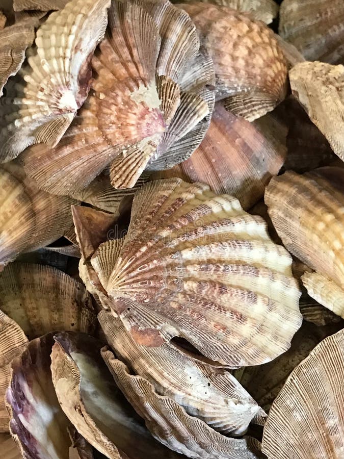 Collection of Shells for Sale Stock Image - Image of souveniers, murex ...