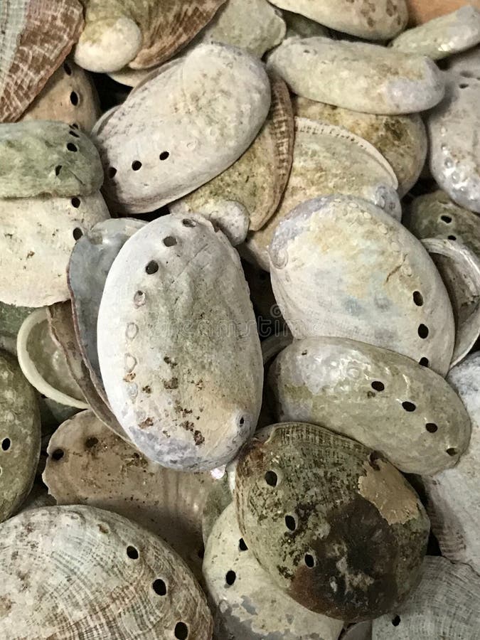 Collection of Shells for Sale Stock Photo - Image of souveniers, color ...