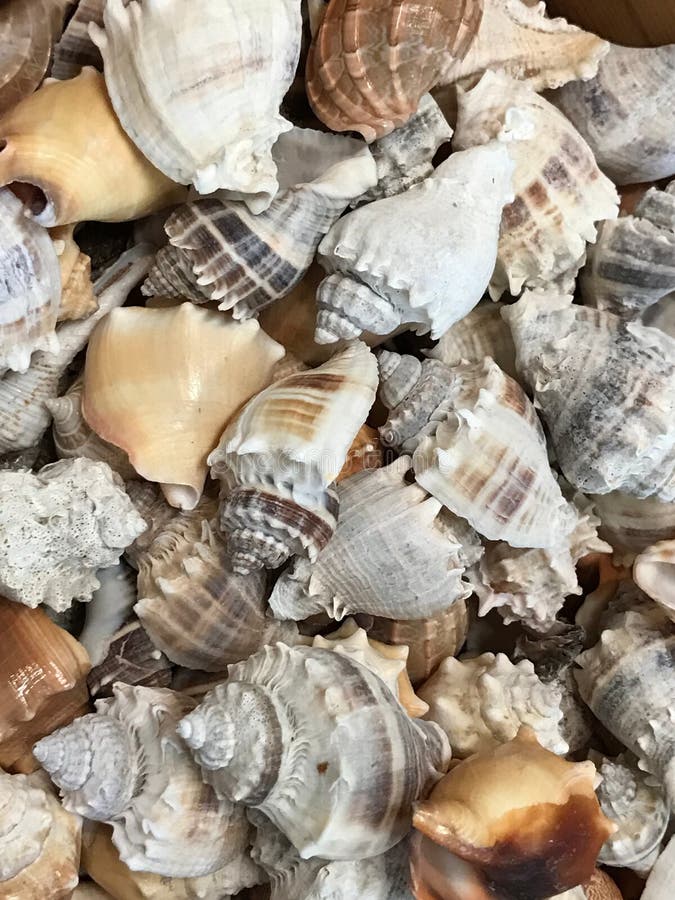 Collection of sea shells stock photo. Image of cutout - 70025908