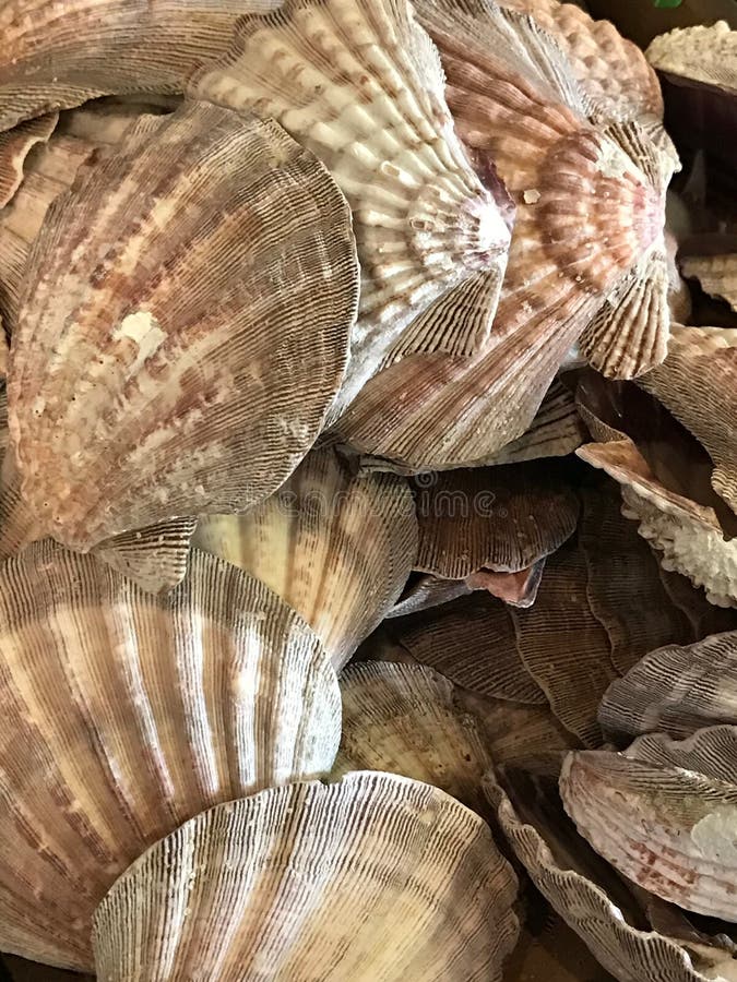 Collection of Shells for Sale Stock Photo - Image of conch, sale: 147438920