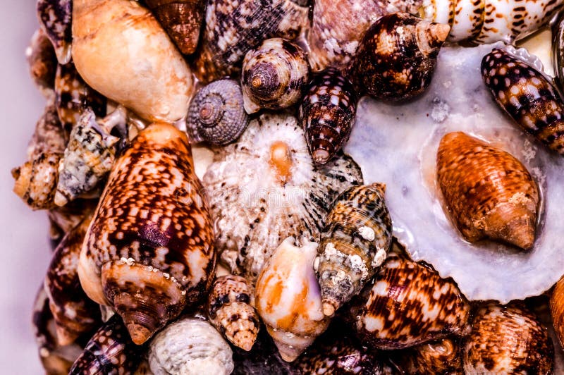 A Collection of Shells and a Small Shell with a Hole in it Stock Image ...