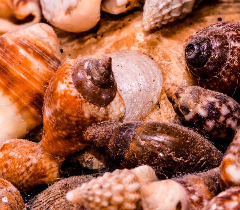 A Collection of Shells, Some of Which are Brown and Some are White ...