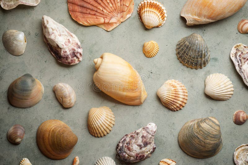 Collection of shells stock image. Image of seashell, heap - 9704277