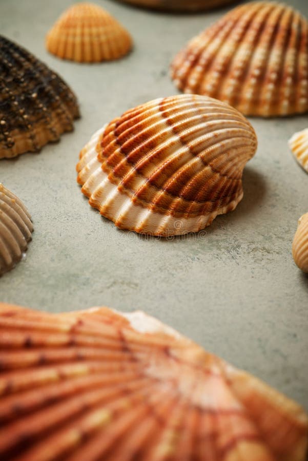 Collection of shells stock image. Image of collection - 200493885