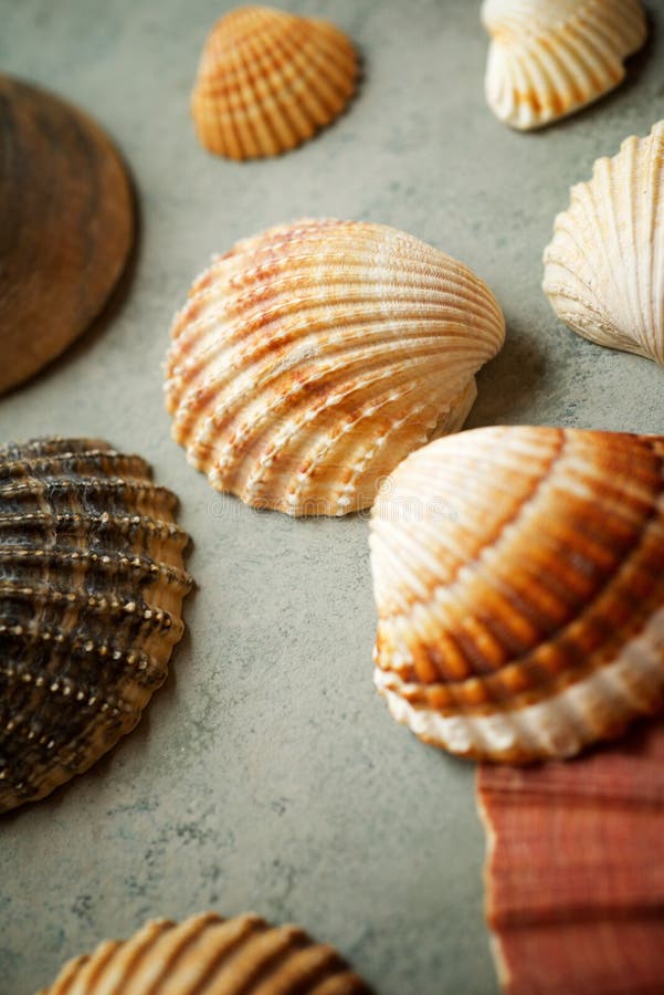 Collection of shells stock image. Image of seashell, heap - 9704277