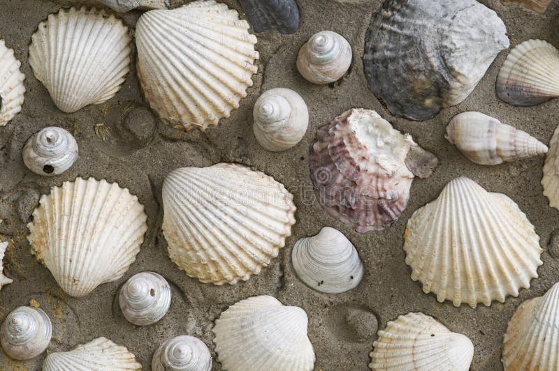 267 Shells Stuck Stock Photos - Free & Royalty-Free Stock Photos from ...
