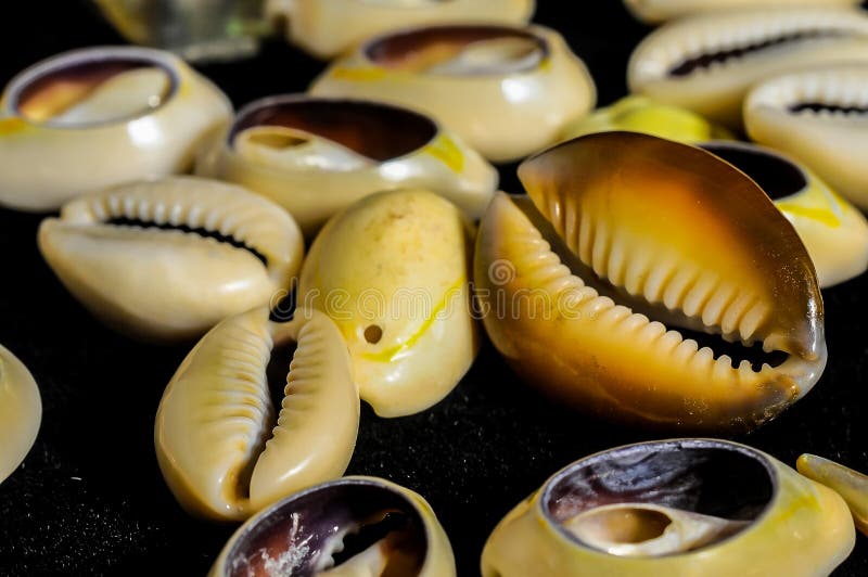 A Collection of Shells with a Yellow and Brown Pattern Stock Image ...