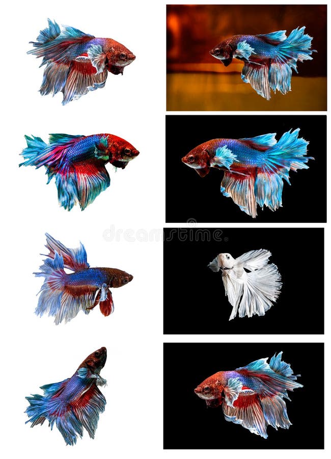 Collection of Siamese Fighting Fish. Stock Image - Image of pets ...
