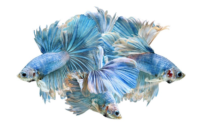 Collection of Siamese Fighting Fish, Blue Betta Fish on White ...