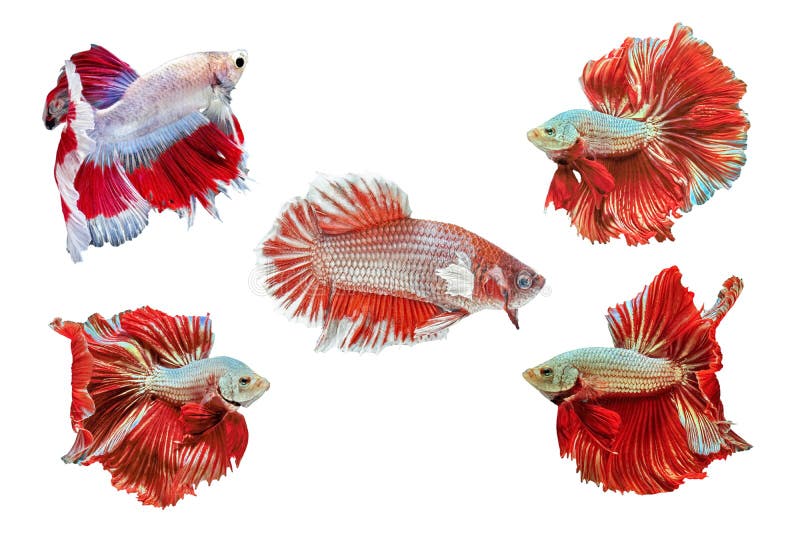Collection of Siamese Fighting Fish, Red Betta Fish on White Background ...
