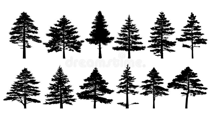 Collection of Silhouettes of Pine Trees. Vector Illustration Stock ...