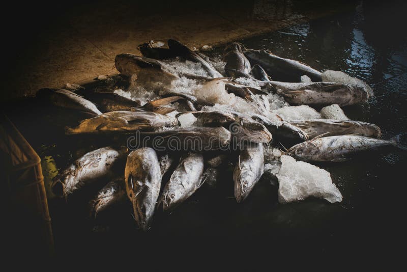 Collection of Silver Catfish on the Ground Stock Image - Image of ...