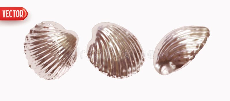 Collection Silver Shell Scallop. Set of Scallop Seashell Closed Shapes ...