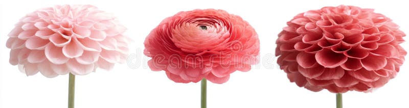 A Collection of Single Flowers is Set Against a Transparent White ...