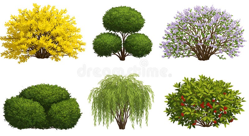 A Collection of Six Different Shrub Varieties, Each Depicted with ...