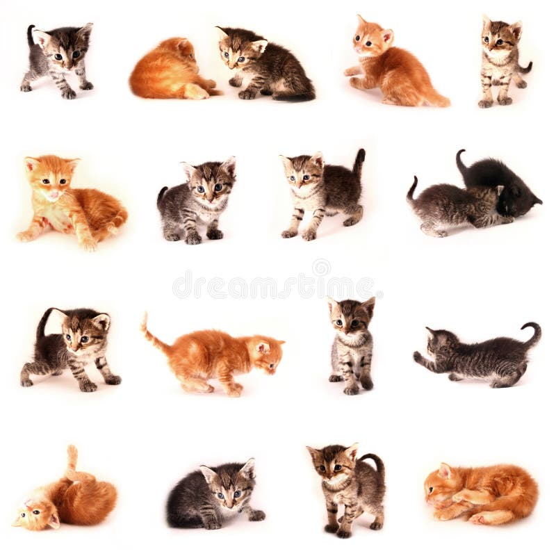 Collection of a cats stock image. Image of looking, breed - 19340375