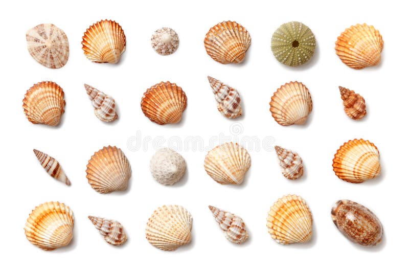 Exotic Shells stock photo. Image of details, conches, background - 2914458