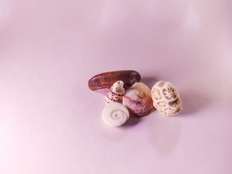 Collection of snails stock image. Image of banded, background - 252024983