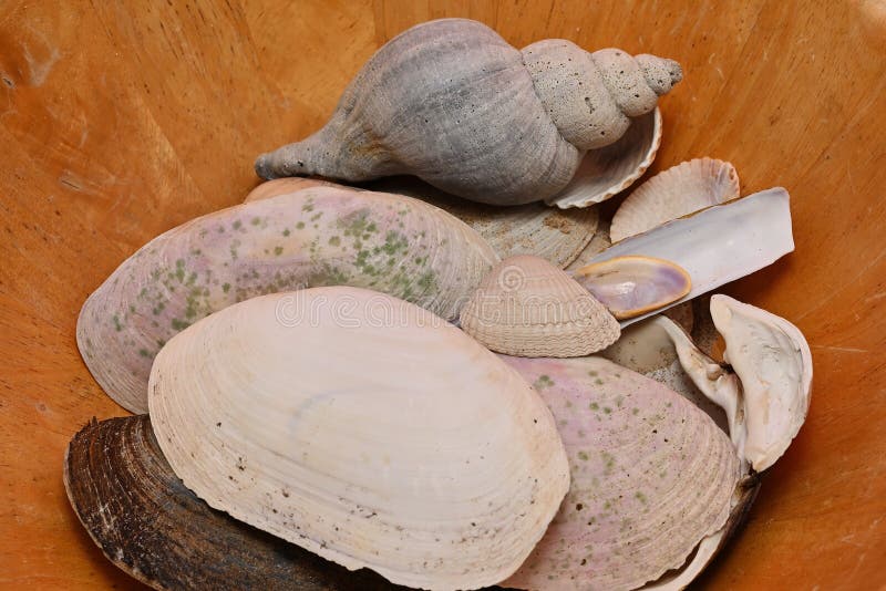 Someshells Stock Photos - Free & Royalty-Free Stock Photos from Dreamstime