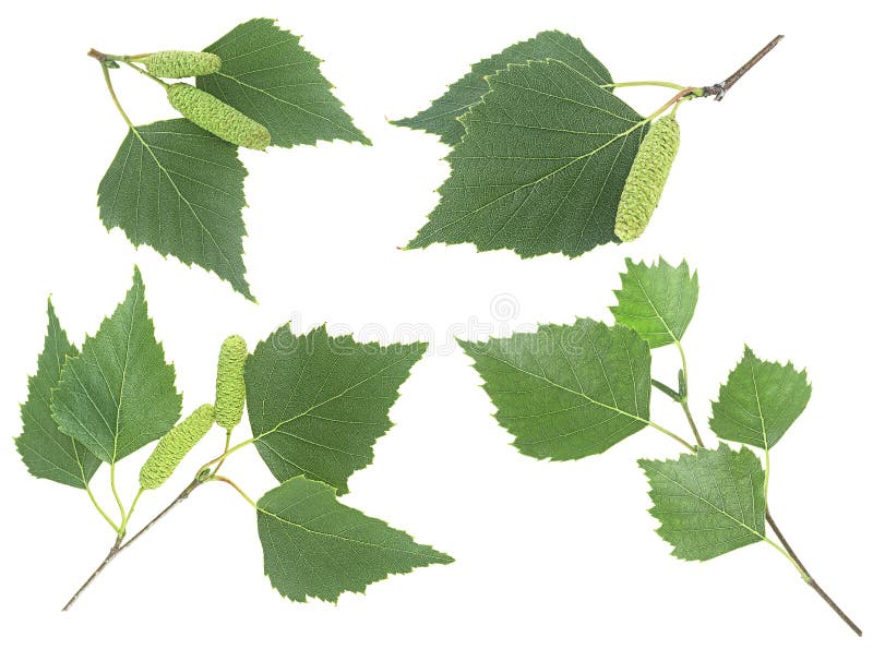 Collection of Spring Birch Branches with Green Leaves Isolated on White ...