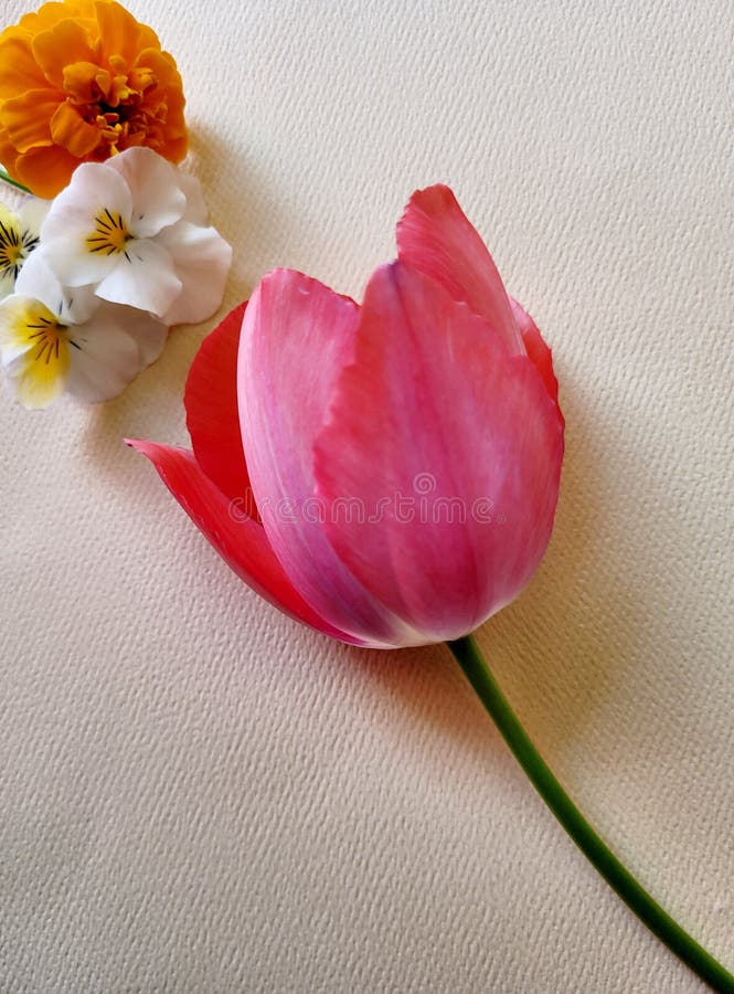 Collection of Spring Flowers Stock Photo - Image of flowers, collection ...