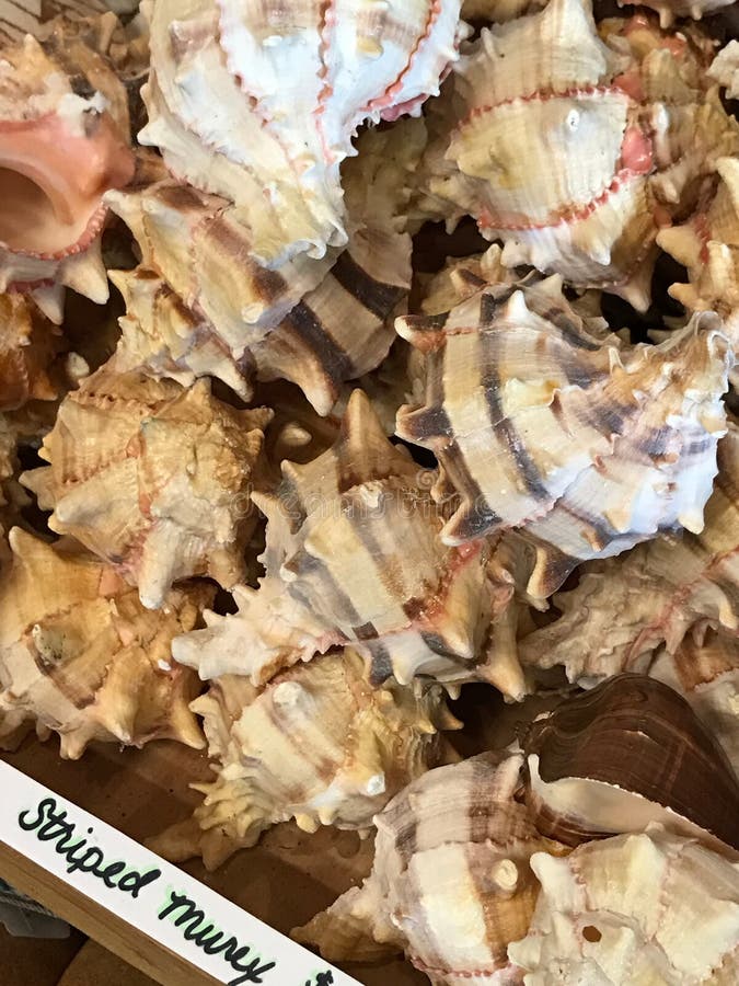 Collection of Striped Murex Shells for Sale Stock Photo - Image of ...