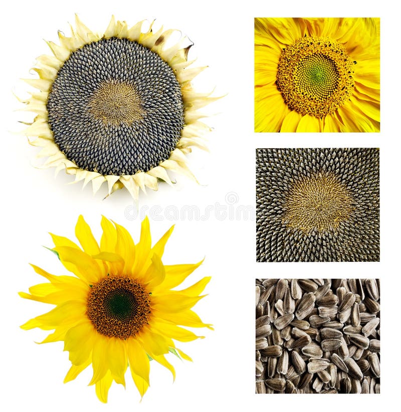 Collection of sunflower stock image. Image of heap, organic - 60262555