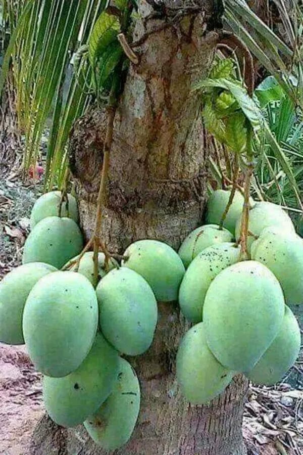 Collection of Sweet Mangoes Stock Image - Image of tree, collection ...