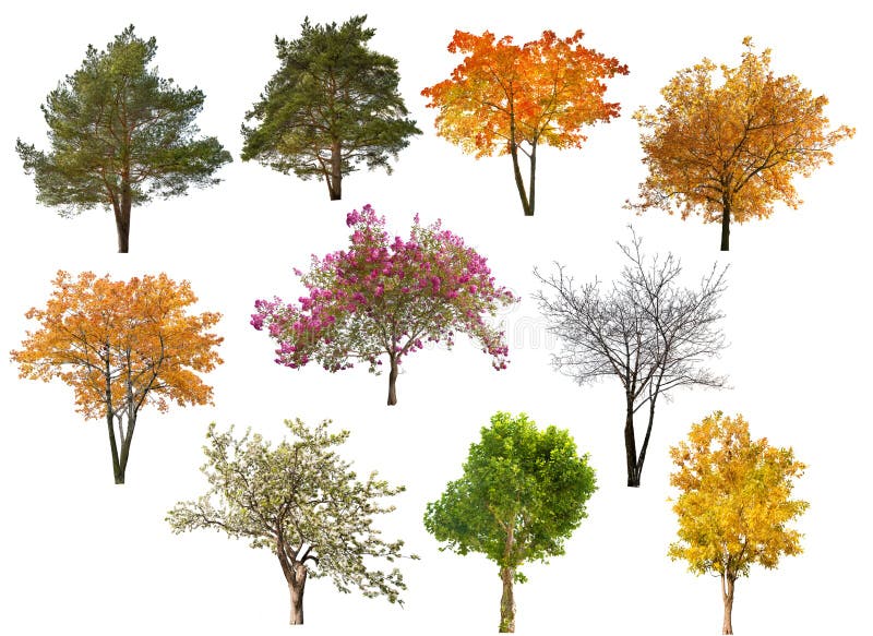 Collection of Ten Isolated Trees Stock Image - Image of spring, branch ...