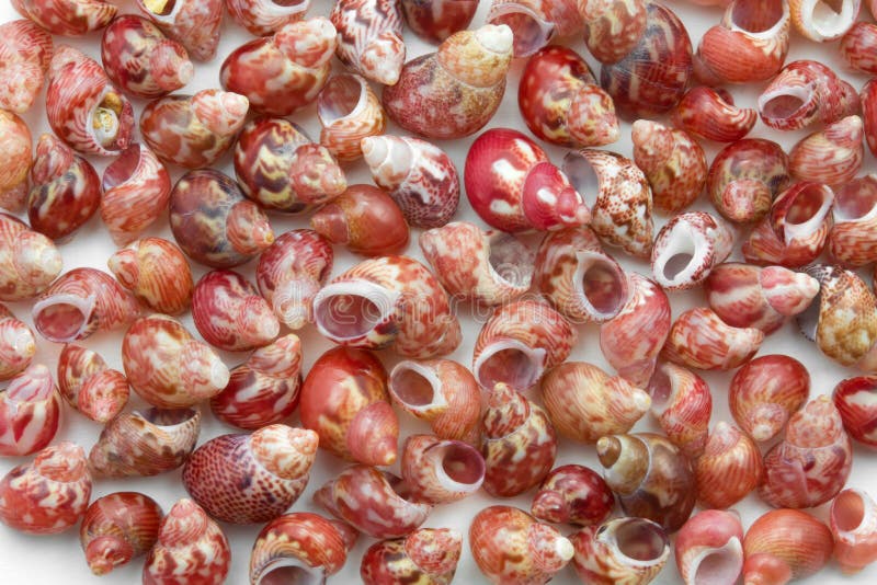 Collection of snails stock image. Image of banded, background - 252024983