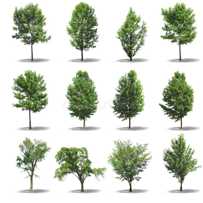 Collection tree stock illustration. Illustration of forest - 20765065