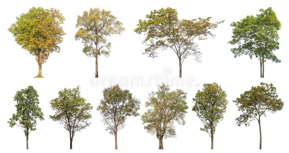 Collection Tree Cut Out from Original Background and Replace with White ...