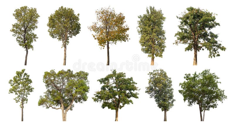 Collection Tree Cut Out from Original Background and Replace with White ...