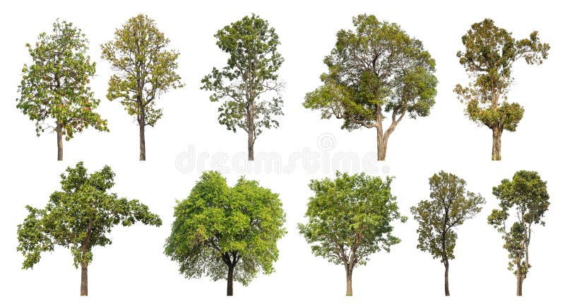 Collection Tree Cut Out from Original Background and Replace with White ...