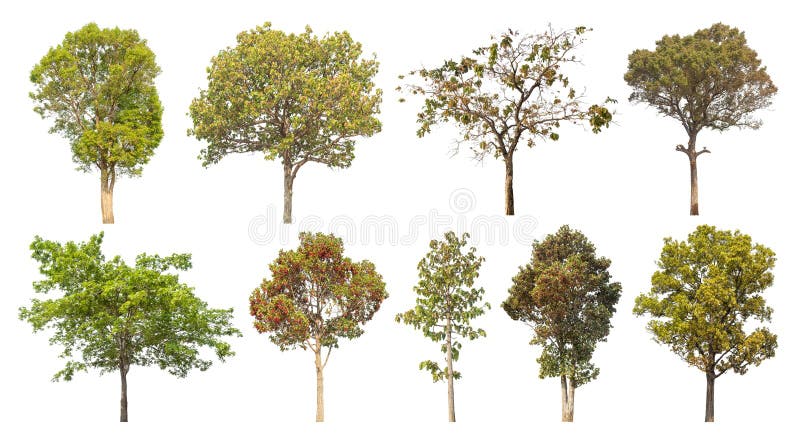 Collection Tree Cut Out from Original Background and Replace with White ...
