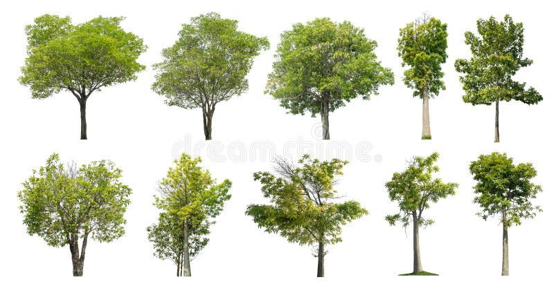 Collection Tree Cut Out from Original Background and Replace with White ...