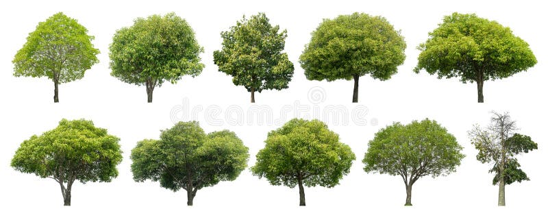 Collection Tree Cut Out from Original Background and Replace with White ...