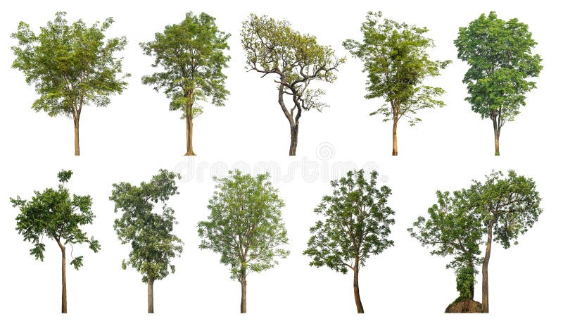 Collection Tree Cut Out from Original Background and Replace with White ...