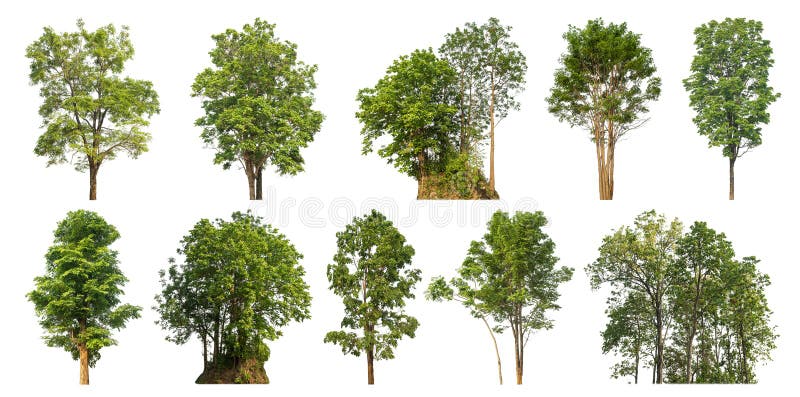 Collection Tree Cut Out from Original Background and Replace with White ...