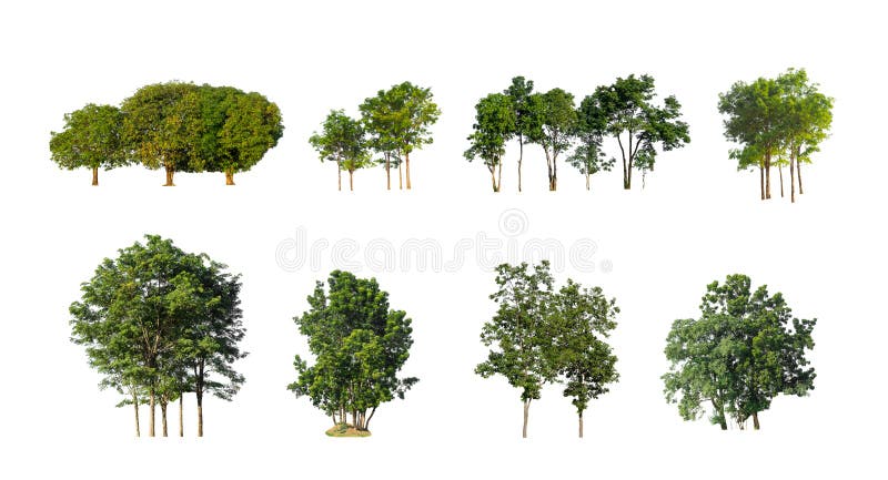 Collection Trees Cut Out from Original Background Stock Image - Image ...