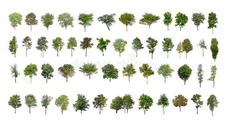 Collection Trees Cut Out from Original Background Stock Photo - Image ...