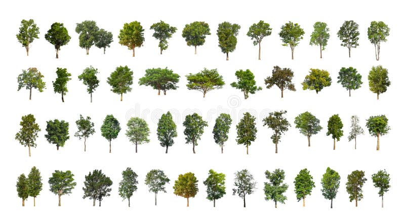 Collection Trees Cut Out from Original Background Stock Image - Image ...