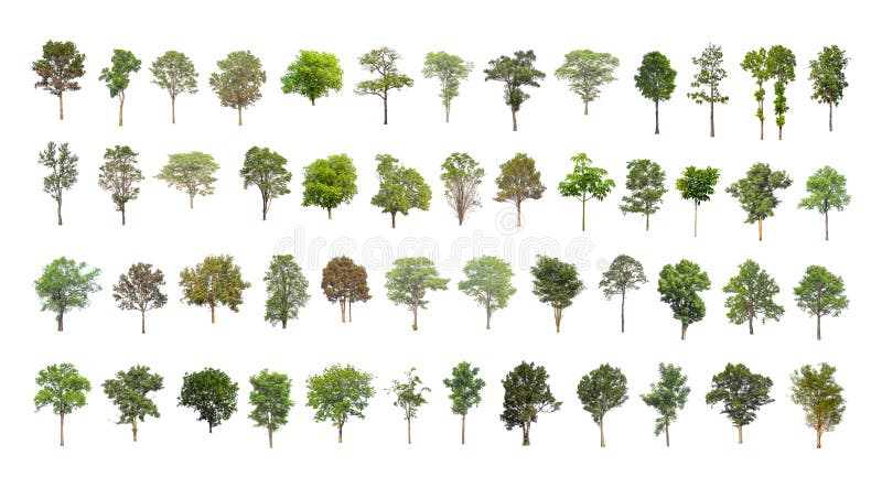Collection Trees Cut Out from Original Background Stock Image - Image ...