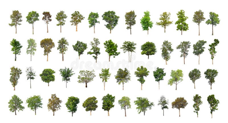 Collection Trees Cut Out from Original Background Stock Image - Image ...