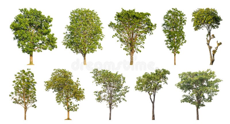 Collection Tree Cut Out from Original Background and Replace with White ...