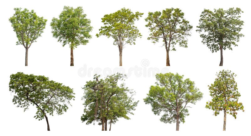 Collection Tree Cut Out from Original Background and Replace with White ...