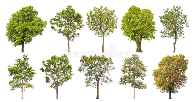 Collection Tree Cut Out from Original Background and Replace with White ...