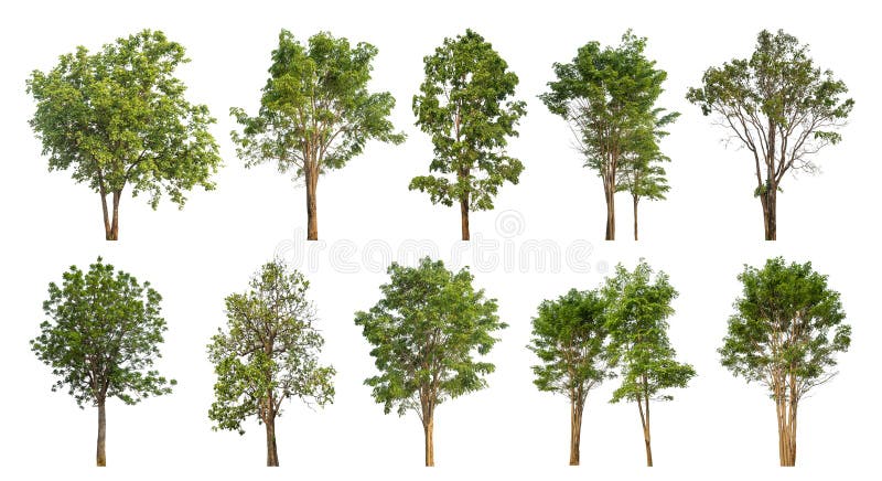 Collection Tree Cut Out from Original Background and Replace with White ...