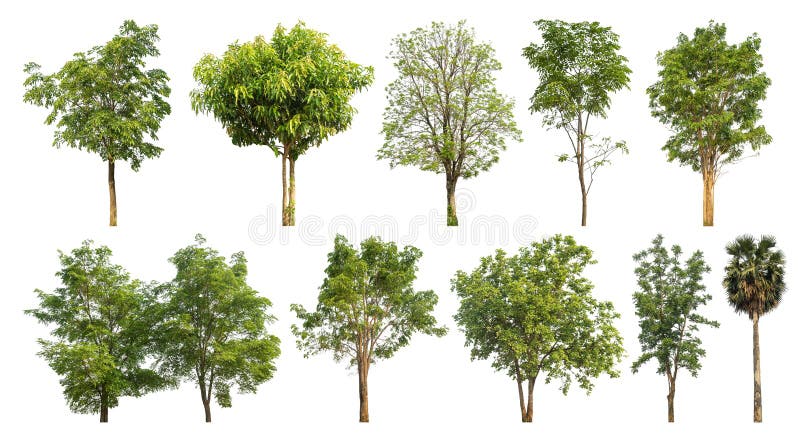 Collection Tree Cut Out from Original Background and Replace with White ...